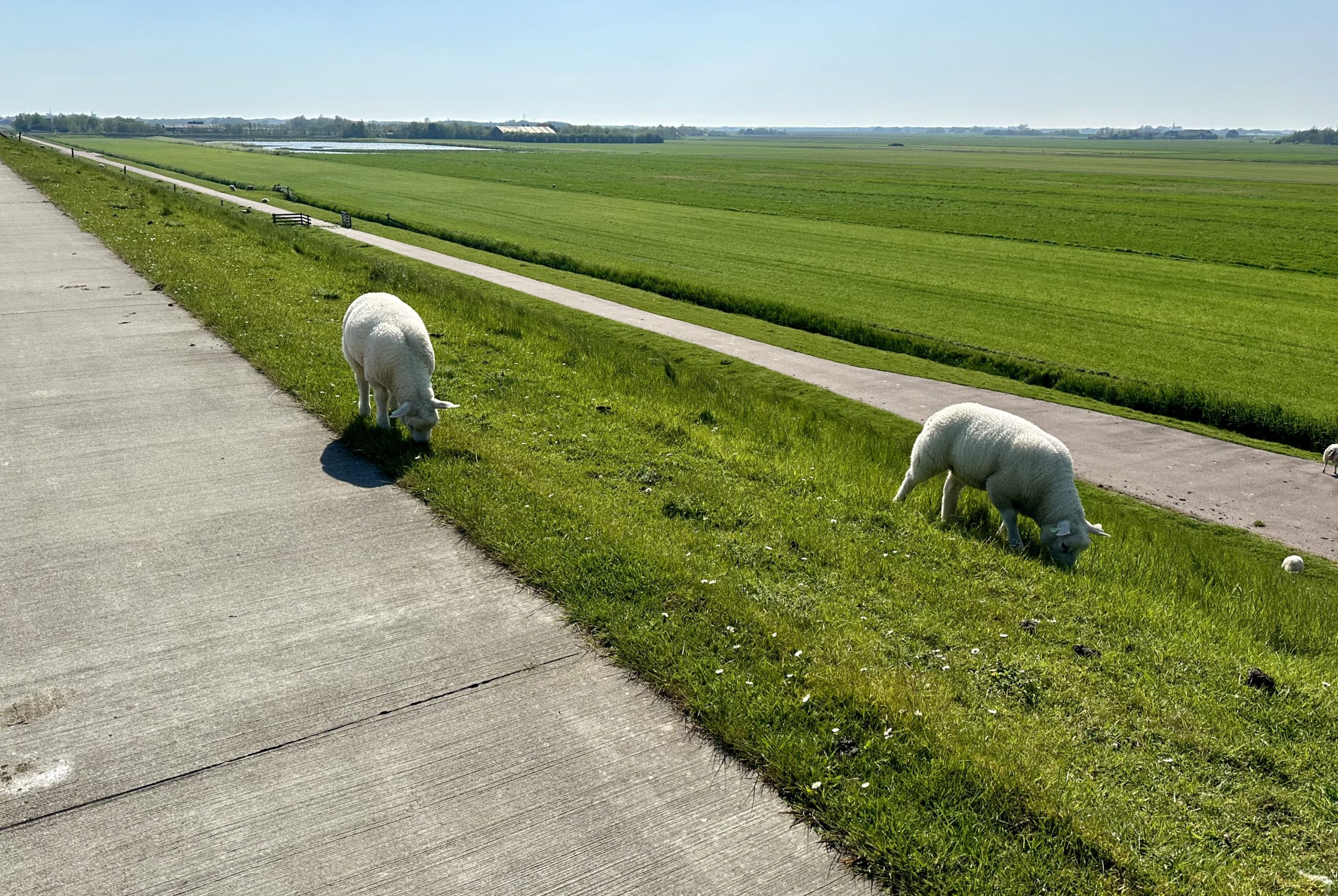 Animals of the Netherlands – Steven Can Plan