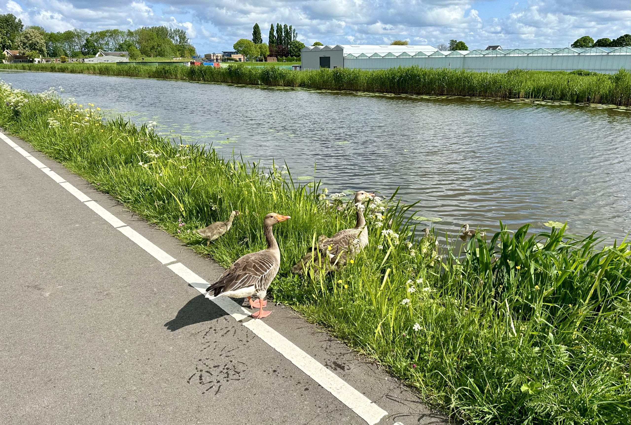 Animals of the Netherlands – Steven Can Plan